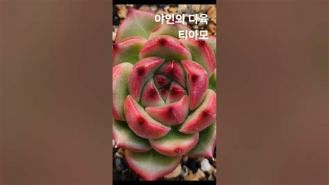 Tiamo 통통 짧뚱 색감도 이쁜이 ~ 파종이 실생 다육 다유기 다육이 다육식물 반려식물 다육판매 다육이판매 다육이키우기 다육인스타그램 매혹이 청주