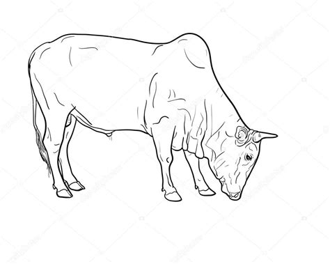 Desenhos De Boi Para Colorir Atividades Educativas