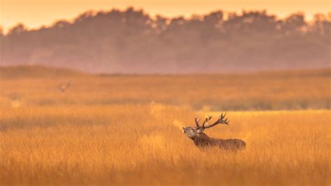 Bing Hd Wallpaper Nov 29 2025 Red Deer Stag In De Hoge Veluwe