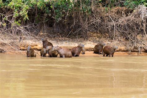 Pantanal 브라질에서 카 삐 바라 님의 무리 0명에 대한 스톡 사진 및 기타 이미지 0명 가축떼 갈색 Istock