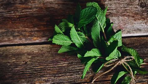 Вчені виявили що ментол може уповільнювати розвиток хвороби Альцгеймера Читайте на Ukr Net