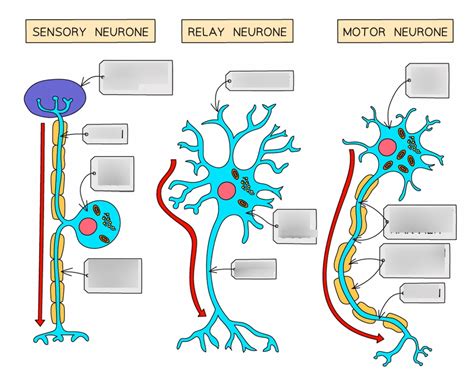 Diagram Of Motor And Sensory And Relay Neurone Quizlet