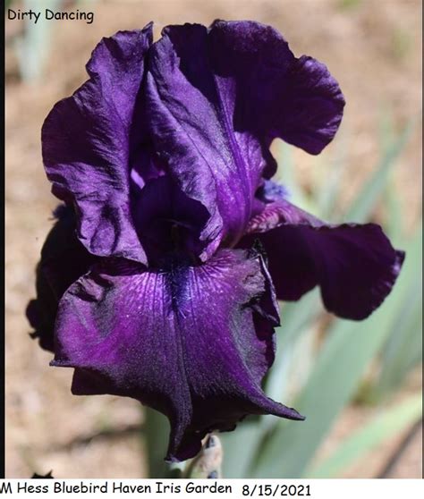 Dirty Dancing Historic Iris Preservation Society