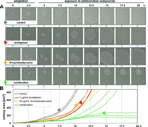 Microcolony Formation By C Glutamicum In The Presence Of Prodigiosin Download Scientific