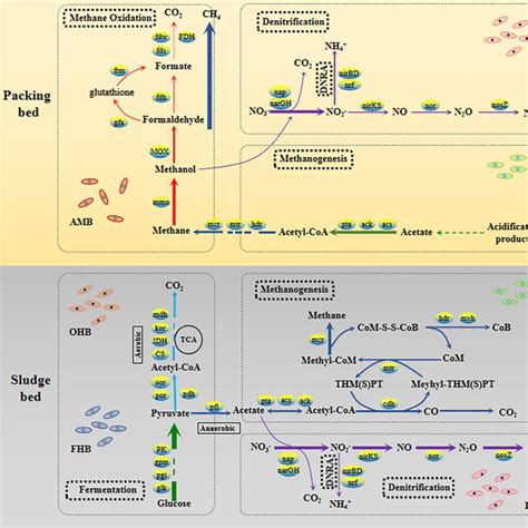 Aerobic Methane Oxidation Coupled To Nitrogen Removal Xin Zhou 1 Updates Research Project