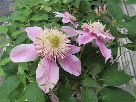 鉄線花歳時記の俳句アサリ貝 老いてこそ勉強 楽天ブログ