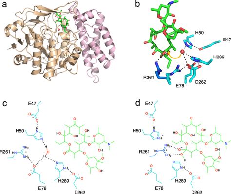 Predicted Binding Mode Of Erythromycin Erythromycin Modeled Into The Wt Download Scientific