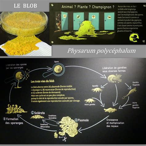Physarum Polycephalum Life Cycle