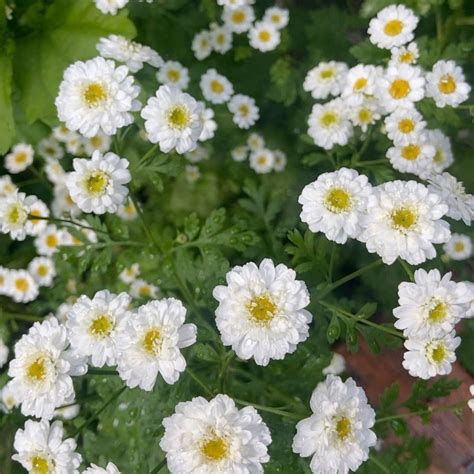 Tansies (Tanacetum) Flower, Leaf, Care, Uses - PictureThis