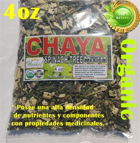 Chaya 4oz Mayan Miracle Tea Plant Mexican Tree Spinach Etsy