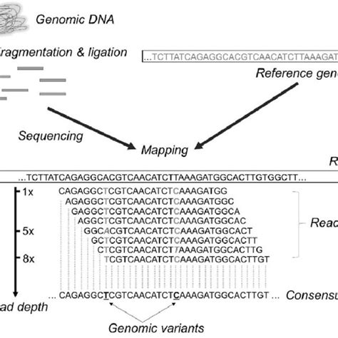 Schematic Representation Of Ngs Workflow Steps Common To Different Ngs