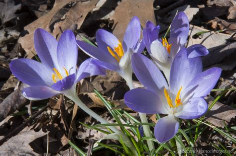 Signs Of Spring Second Glance Images