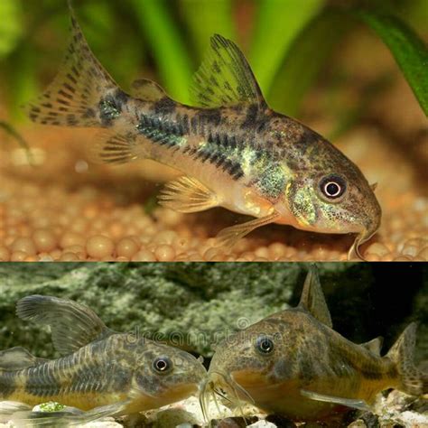 African Cichlid Peacock Red Peacock Cichlid 5cm Imported