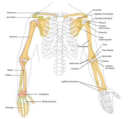 Lesiones De Miembro Superior Anatomia Miembro Superior
