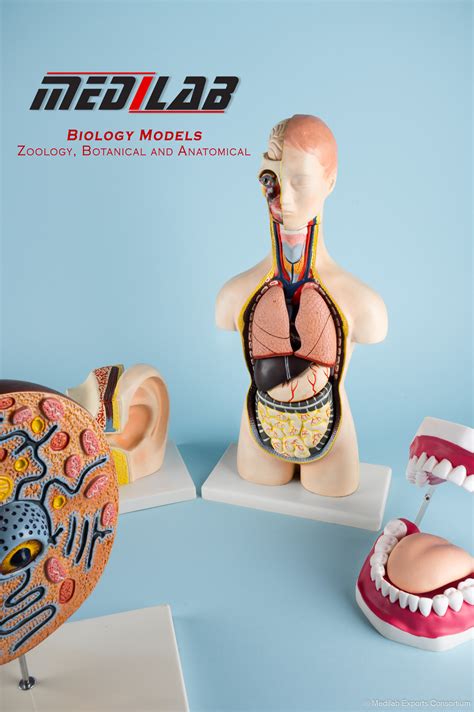 Examples Of Biological Models At Nancy Spradlin Blog