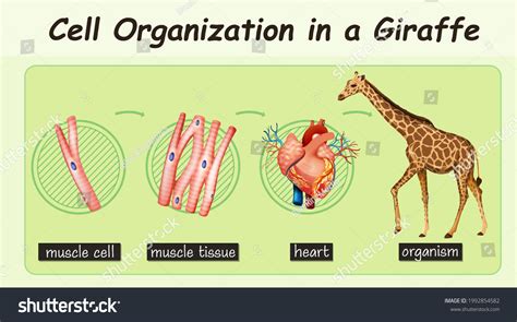 Diagram Showing Cell Organization Giraffe Illustration เวกเตอร์สต็อก