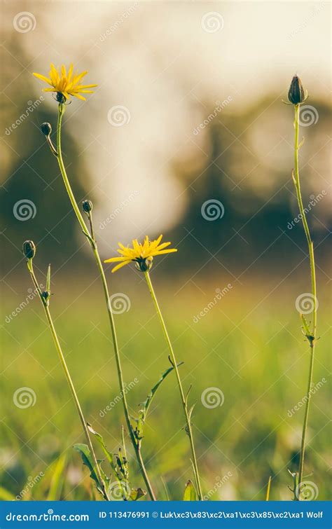 Leontodon Hawkbit Leontodon Hispidus Stock Image Image Of Detail