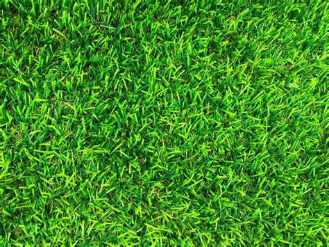 Beautiful Green Grass Pattern From Golf Course For Background Copy