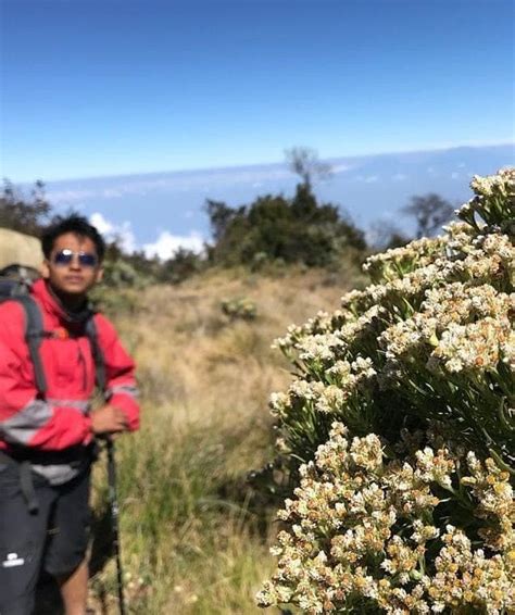 Kumpulan Gambar Bunga Edelweis Yang Indah Yang Wajib Diketahui