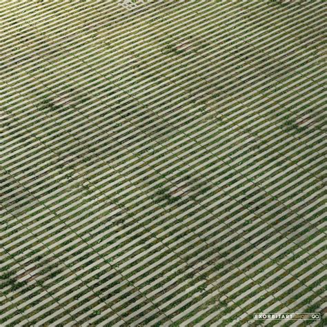 Grass Pavement Texture