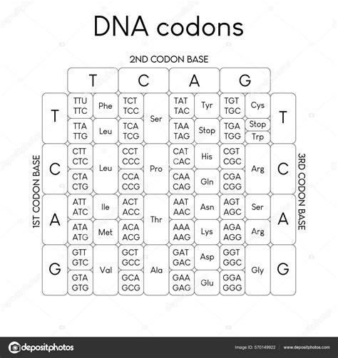 Tableau Des Codes Adn Code Génétique Biologique Des Acides Aminés Image