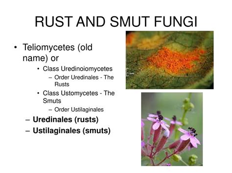 PPT KINGDOM EUMYCOTA The True Fungi PowerPoint Presentation Free Download ID