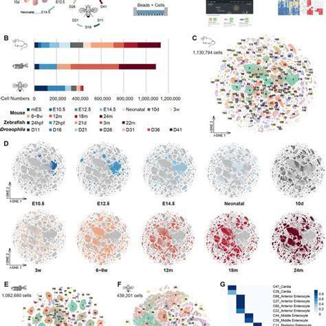 The Cross Species Cell Landscape Was Constructed Using Microwell Seq