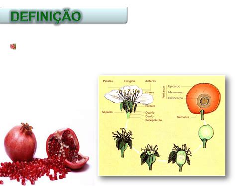 Anatomia E Morfologia Do Fruto Morfologia Vegetal🏻 Bem Vindo Ao Mundo
