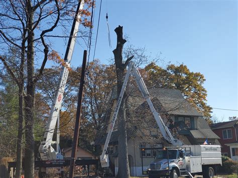 Large Tree Removal Services A H Tree Service Northern New Jersey