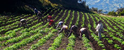 Sectores económicos de Colombia Qué son características y más