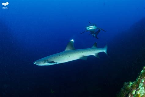 내가 처음 만난 상어는 화이트팁 리프 상어 Scubanet