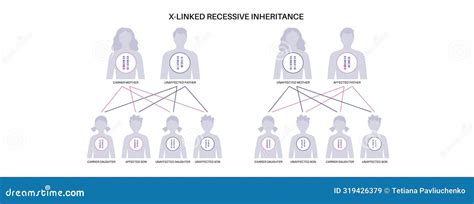 X Linked Recessive Inheritance Cartoon Vector