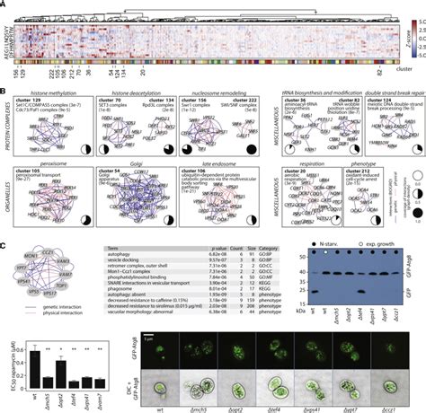 Functional Metabolomics Describes The Yeast Biosynthetic Regulome Pmc
