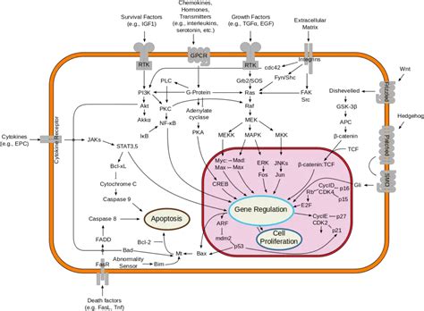 Signal Transduction Pathway Definition Types Functions Examples Biology Notes Online