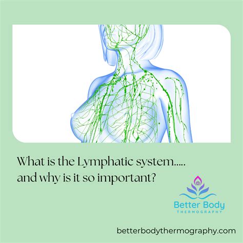 What Is The Lymphatic System And Why Is It So Important — Better