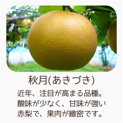 梨の旬はいつからいつまで？産地直送の梨が食べ頃になる時期をご紹介！ 中越だより Jaえちご中越公式オンラインショップ華むす日｜新潟県