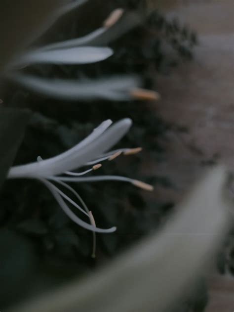 عکس گل یاس Flowers Plants Garden