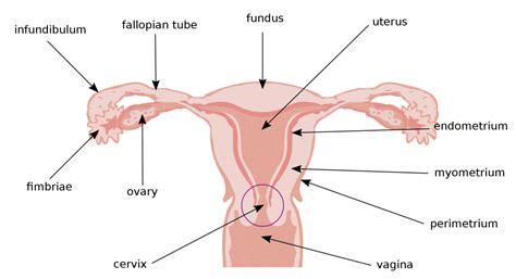 Enlarged Uterus Symptoms Causes Treatment