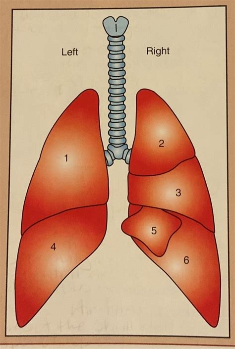Chapter 13 Exercise 8 Identify The Lobes Of The Lungs Diagram Quizlet