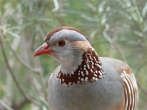 ჩინური კაკბების ფერმა სოფელ ართანაში Knews Ge