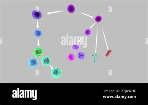 Human Lineage Stock Videos And Footage Hd And 4k Video Clips Alamy