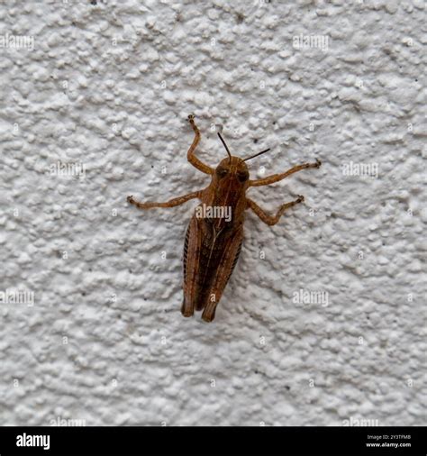 Differential Grasshopper Melanoplus Differentialis Insecta Stock