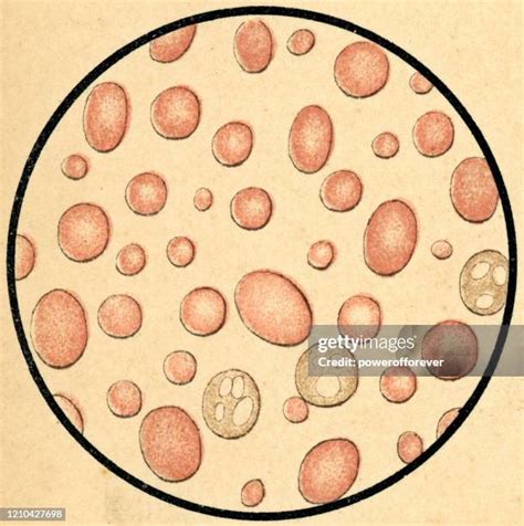 88 Red Blood Cell Micrograph High Res Illustrations Getty Images