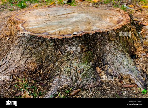 Tree Stump Wood Close Up Wooden Texture Background Grunge Textured Image Stock Photo Alamy
