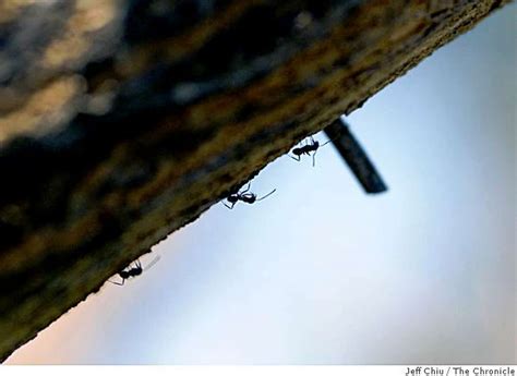 Nontoxic Ways To Control Argentine Ants