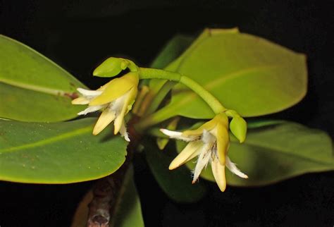 Rhizophora Mangle Rhizophoraceae