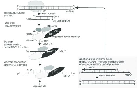 Schematic Representation Of Four Step Gene Silencing Pathway Dsrna Download Scientific