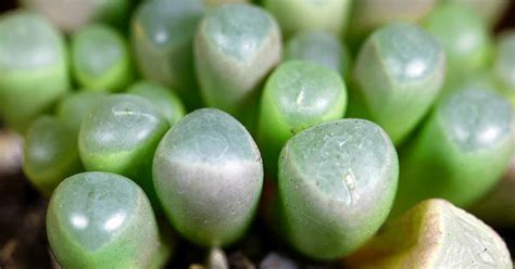 Comment Faire Pousser Et Prendre Soin Des Plantes Grasses Des Orteils
