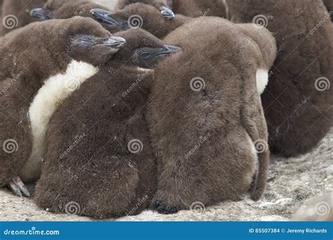 Цыпленоки пингвина Rockhopper Фолклендские острова Стоковое Фото