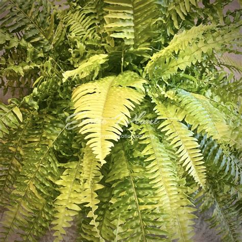 nephrolepis exaltata Tiger Fern - exoticplantshop.org
